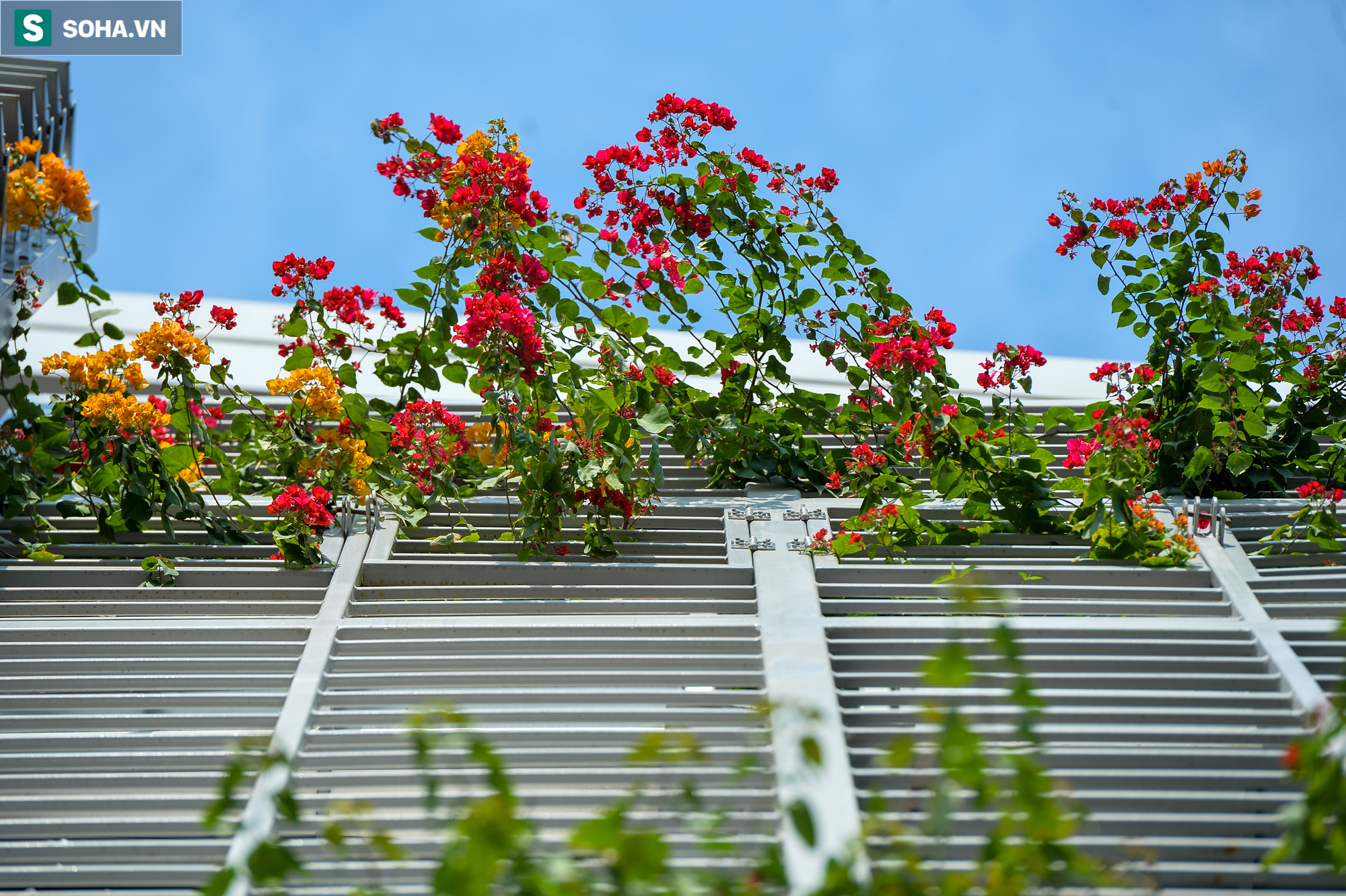 Hai bên nhà ga tuyến Nhổn - ga Hà Nội phủ rặng hoa giấy: 'Tôi liên ...