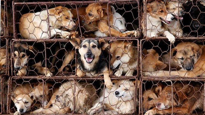 Tiến sĩ văn hóa VN: Không thể nói ăn thịt chó là man rợ; chó là bạn ...