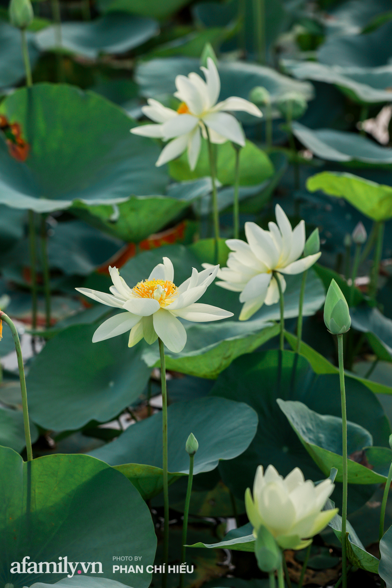 Đầm sen "KHỦNG" NHẤT VIỆT NAM với gần 170 loại sen quý trên khắp thế ...