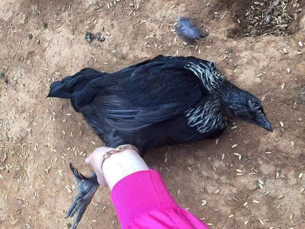 Con gà đen như nhúng nhựa đường này khiến nhiều người tranh cãi: Giá ...