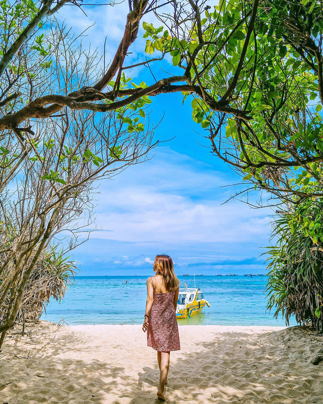 Việt Nam có cả một "khu rừng dưới đáy biển" đẹp mê ảo, ai cũng nên tới ...