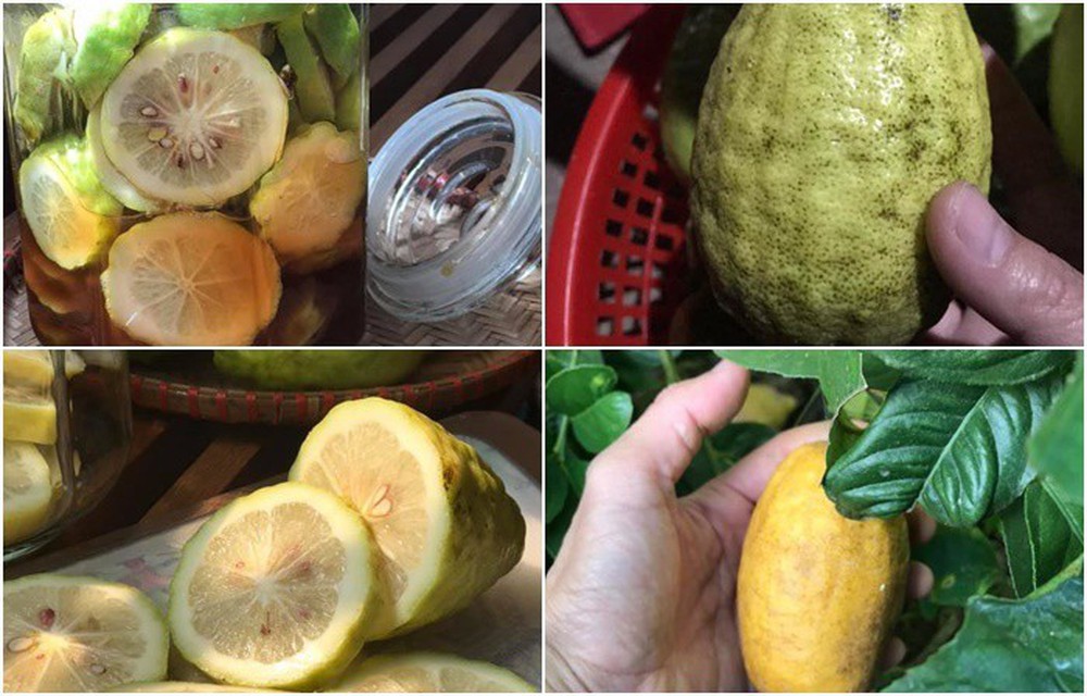 Loại quả xưa rụng đầy gốc không ai thèm hái, nay "lên đời" thành đặc ...