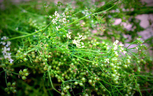 Giải mã phong tục tắm lá mùi vào chiều 30 Tết: Không đơn giản là để cho ...