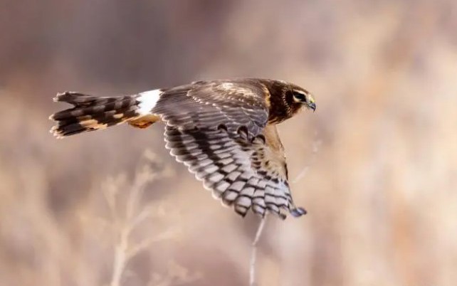 Thấy vị khách có biểu hiện lạ, người bán hàng lao ra chốt cửa, diễn ...