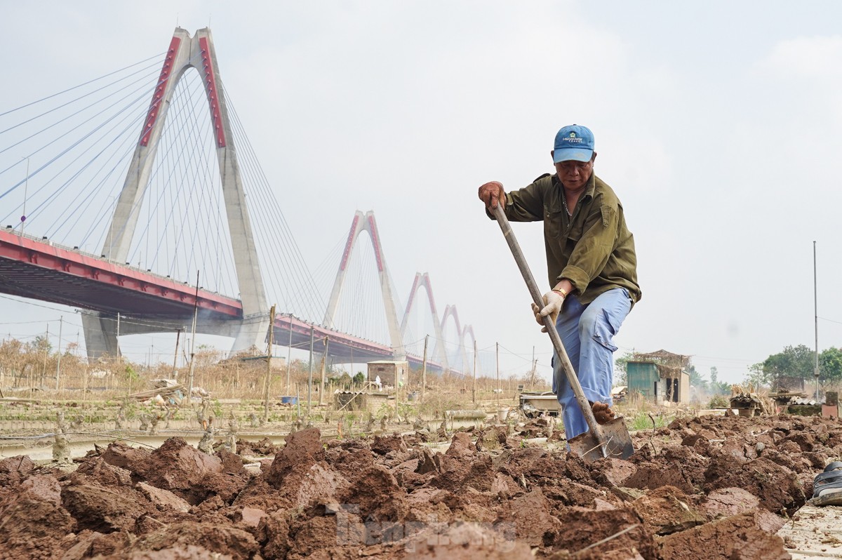 Người dân khóc nghẹn khi đốt từng gốc cây, nỗ lực 'hồi sinh' làng đào ...