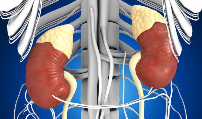 Ai quan tâm đến sức khoẻ tim, gan, phổi, thận cần phải biết điều này