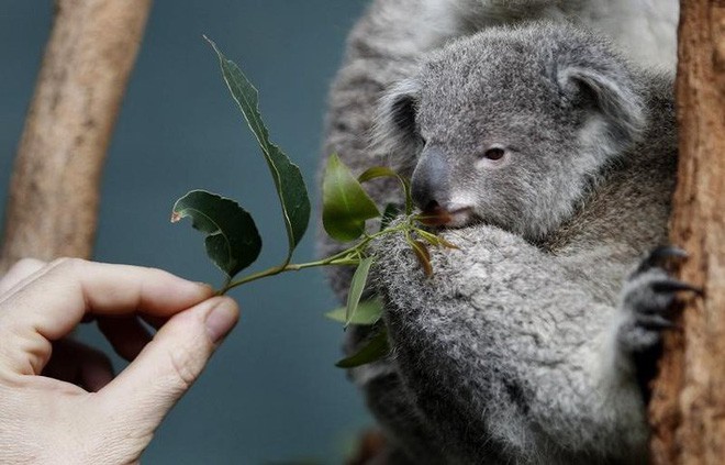 Nước Úc tuyên bố gấu túi koala đã "tuyệt chủng về mặt chức năng"