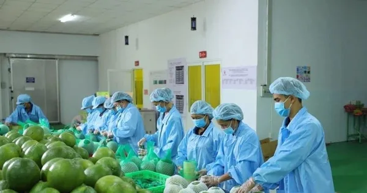Lý do xuất khẩu rau quả sụt giảm mạnh
