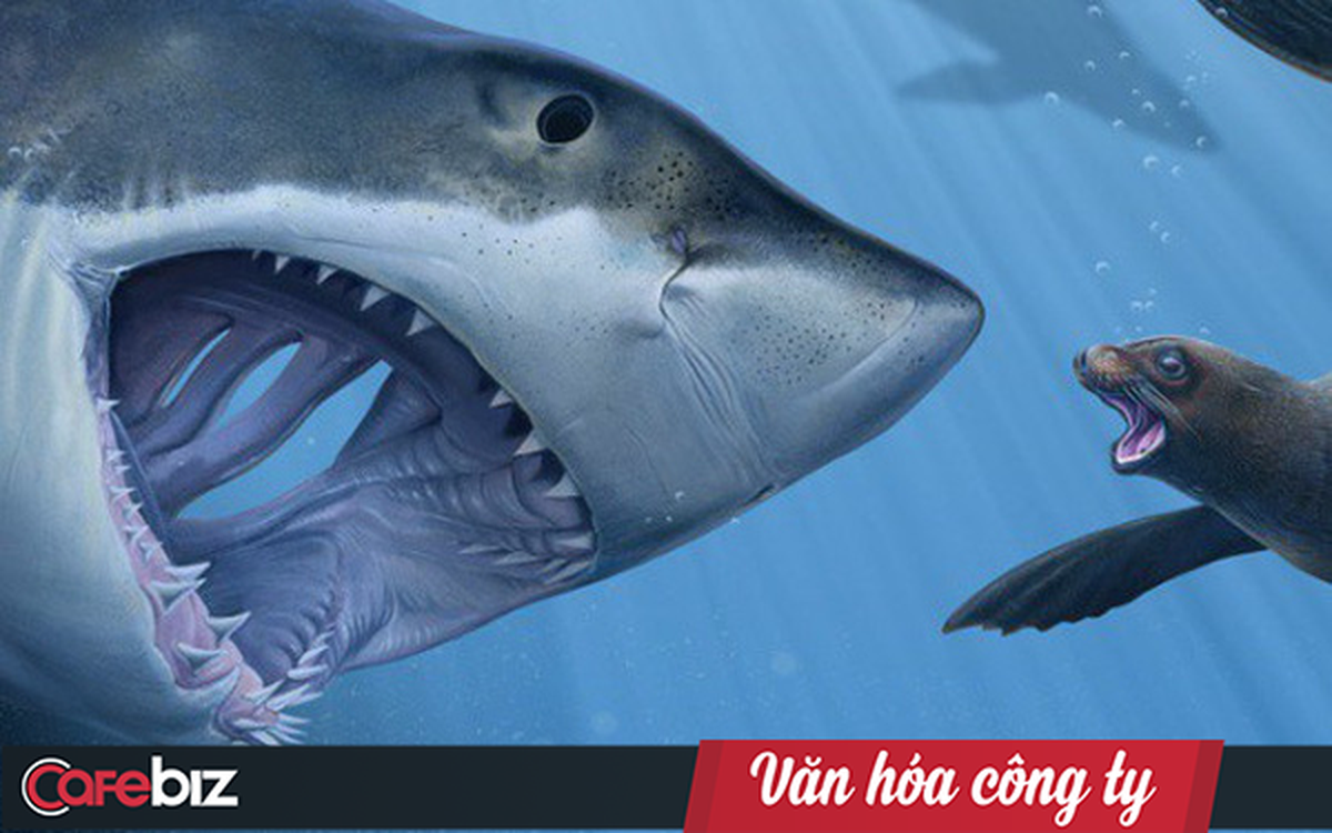 Văn hóa Tencent giống như "tử cung" của cá mập mẹ: Cá mập con chưa ra ...