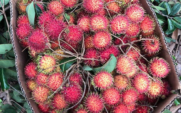 Chôm chôm chưa đến 5.000 đồng/kg, nhiều chủ vườn “khóc ròng” vì COVID-19