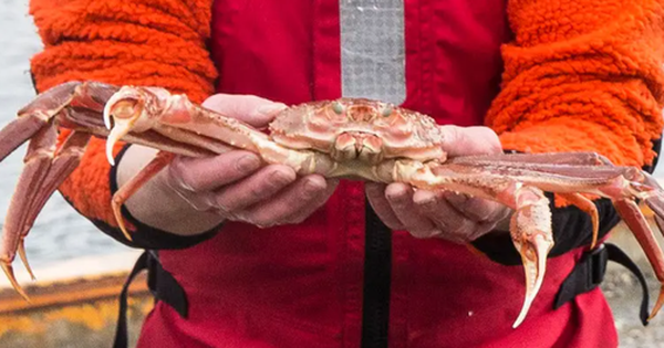 Lần đầu tiên trong lịch sử Alaska hủy mùa đánh bắt cua hoàng đế, cua ...