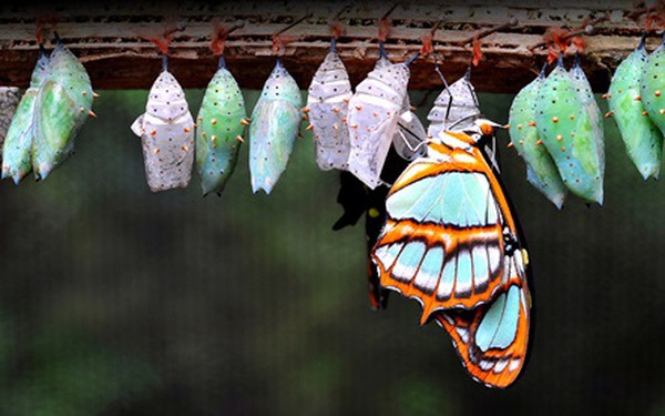 Câu chuyện “chú bé và con bướm trong vỏ kén” của người Do Thái dạy ...