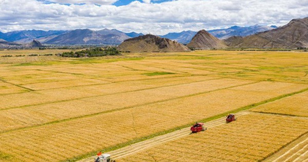 Những hình ảnh tuyệt đẹp của "vựa lúa Tây Tạng" trong mùa thu hoạch