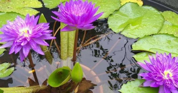 Nguồn gốc và ý nghĩa của hoa súng