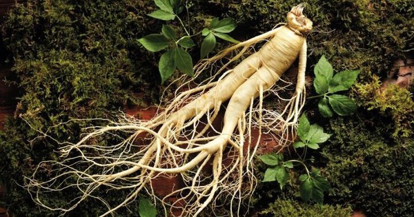 Nhân sâm đại bổ nhưng có thể hoá 'thuốc độc' nếu dùng sai cách
