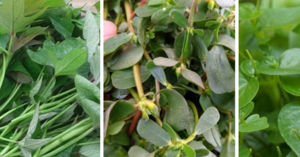 3 loại rau dân dã có nhiều vào mùa hè còn tốt hơn 'nhân sâm, thuốc bổ'