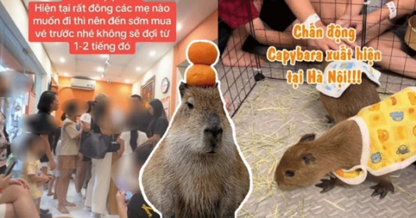 Capybara xuất hiện tại Hà Nội: Có người đi 3 lần mới được vào gặp "thần ...