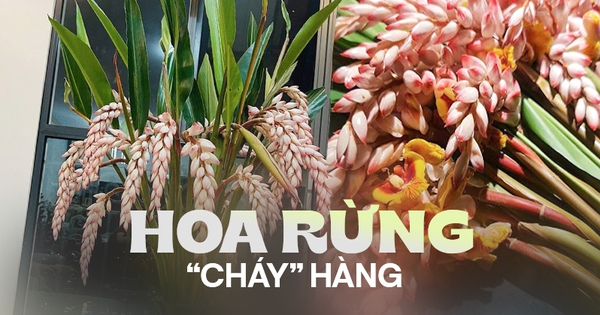 Loài hoa rừng tượng trưng cho sự đủ đầy, cứ dịp sau Tết là hút khách ầm ...
