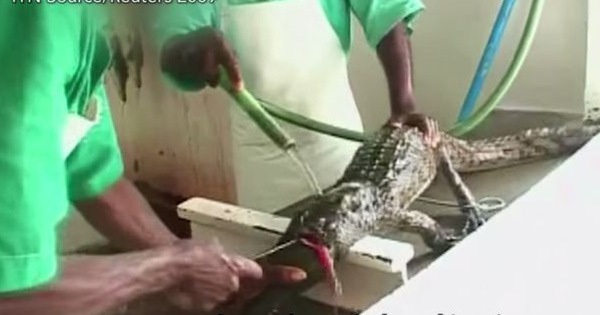 Đằng sau một chiếc túi Hermes Birkin đắt giá là số phận bi thảm của 3 con cá sấu