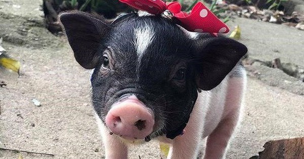 Chặn heo cảnh mini 2kg nhập lậu từ Trung Quốc