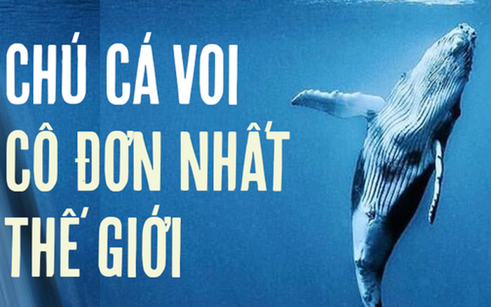 52hz Là Gì? Hành Trình Khám Phá Bí Ẩn Tiếng Kêu Cô Đơn Của Cá Voi Trong ...